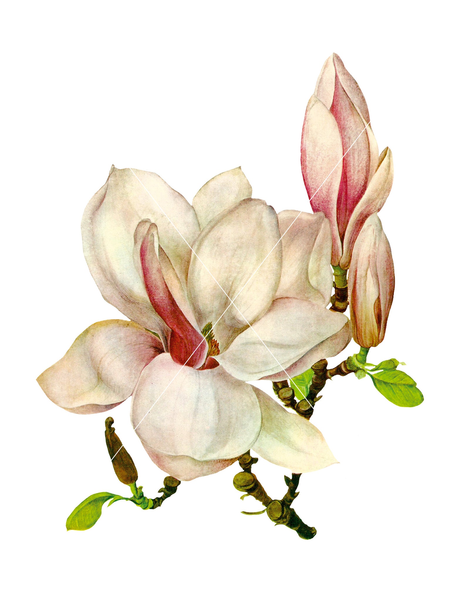 Vintage Flower Clipart, Instant Download, Commercial Use - Etsy