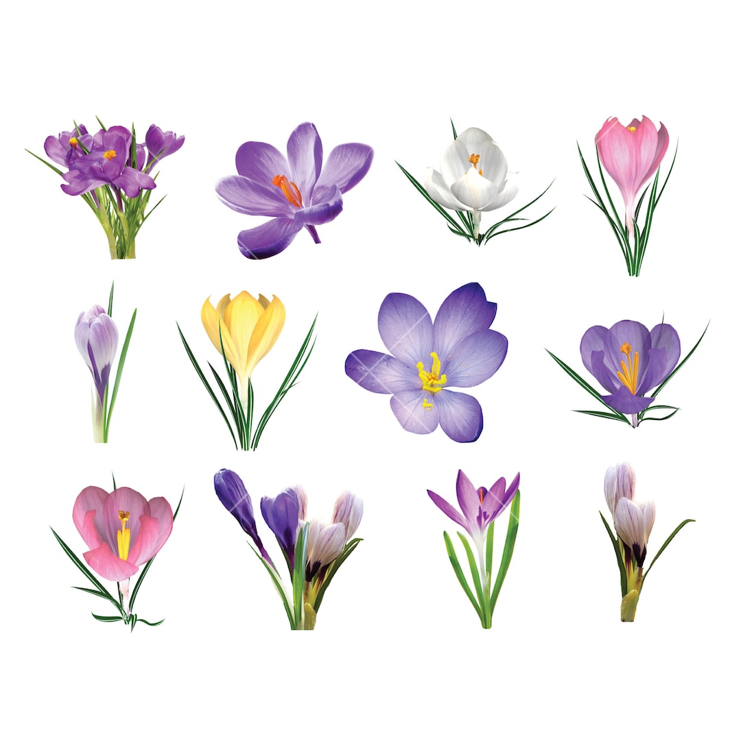 Crocus Clipart, Instant Download, Commercial Use - Etsy
