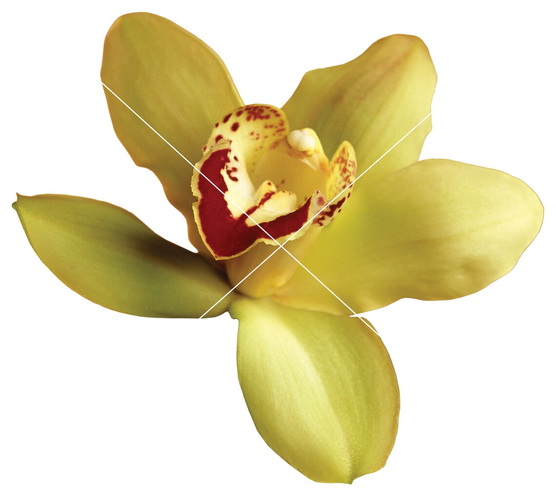12 Orchid Clipart, Instant Download, Commercial Use - Etsy