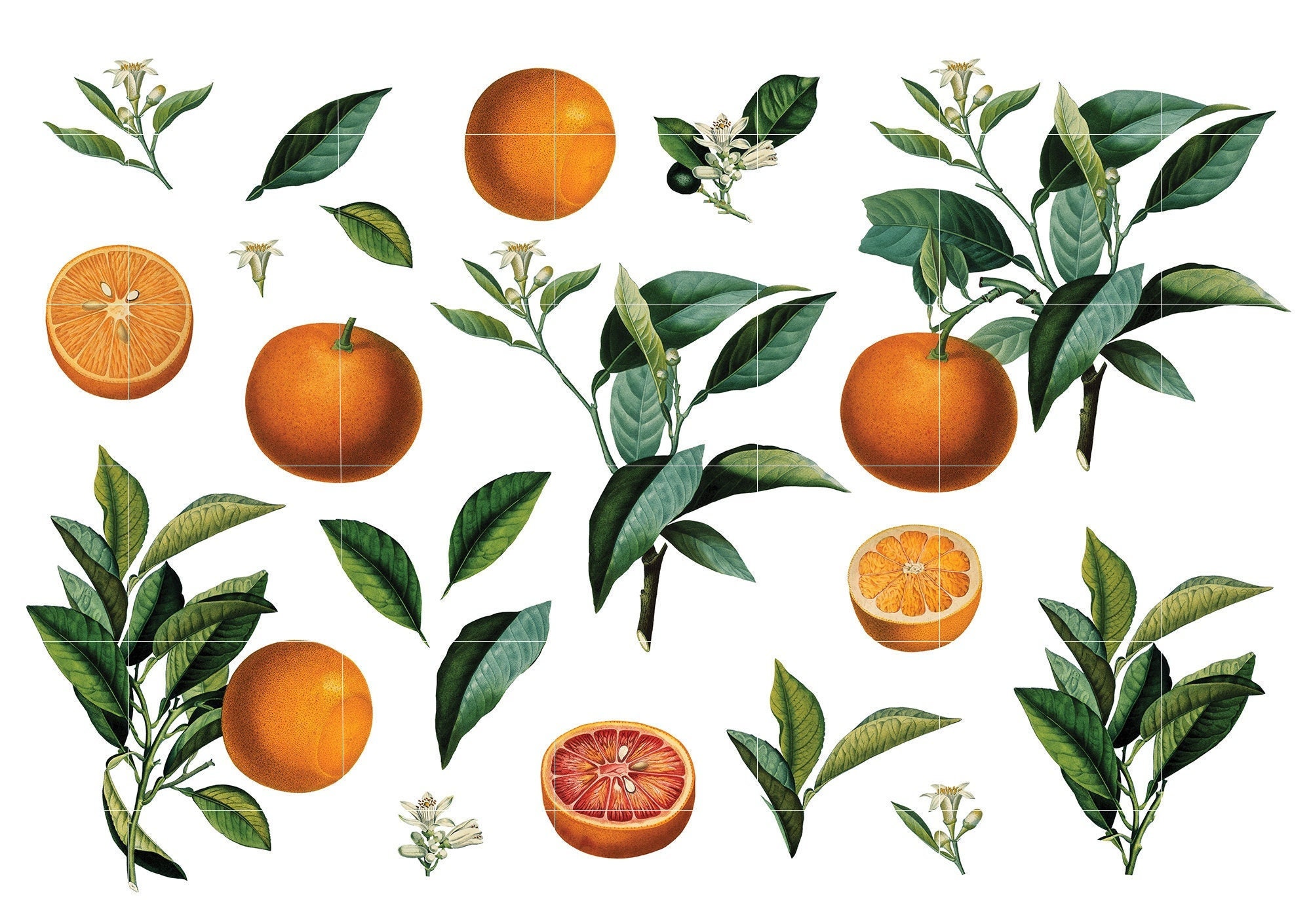 Vintage Orange Illustration