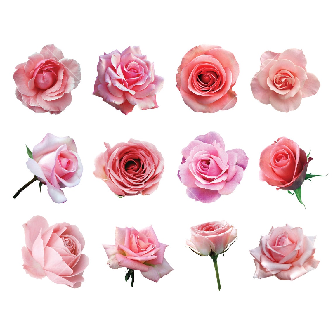 12 Pink Roses Clipart, Instant Download, Commercial Use - Etsy