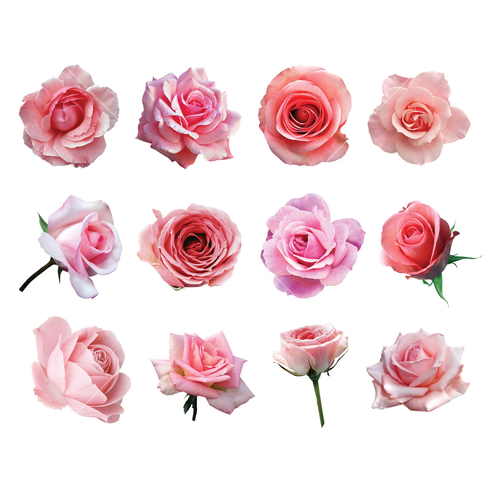 12 Pink Roses Clipart, Instant Download, Commercial Use - Etsy