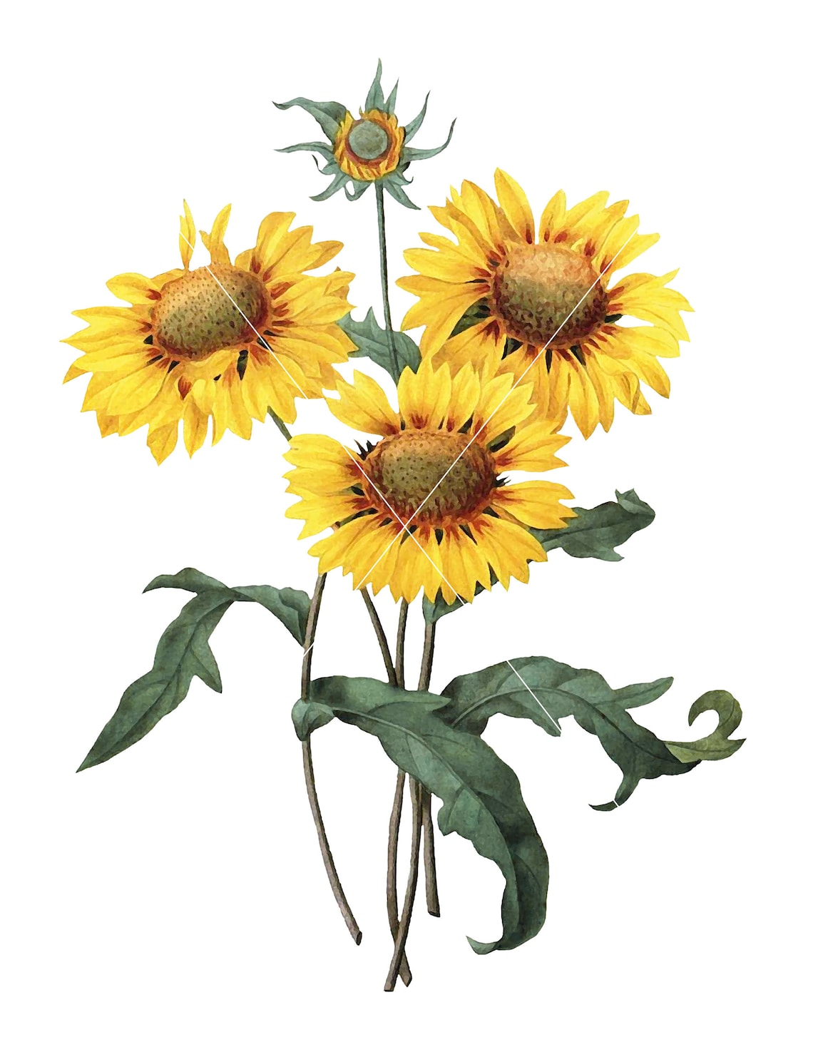 Vintage Flower Clipart, Instant Download, Commercial Use - Etsy