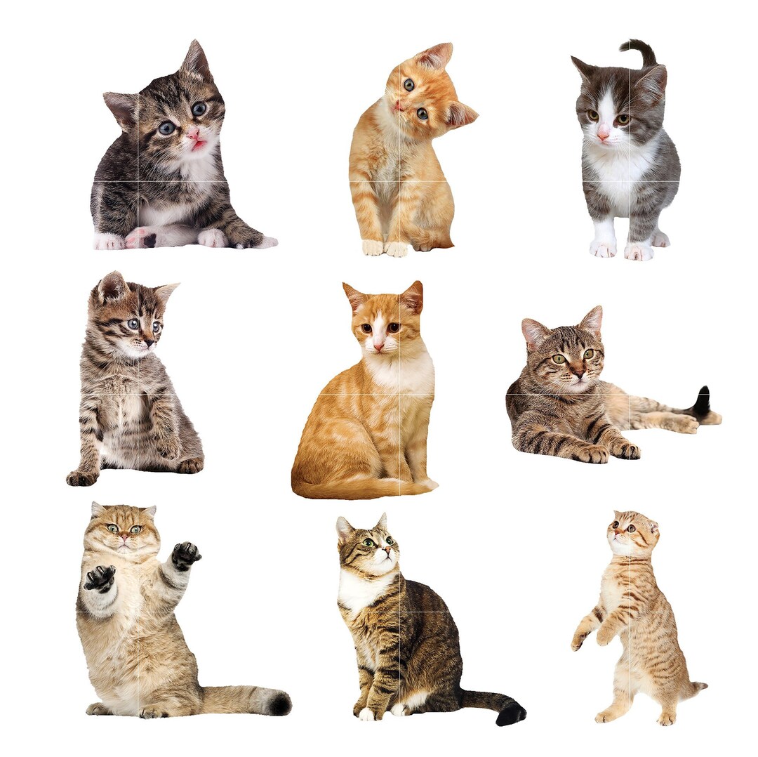 9 Cats and Kittens PNG Cliparts, Instant Download, Commercial Use - Etsy