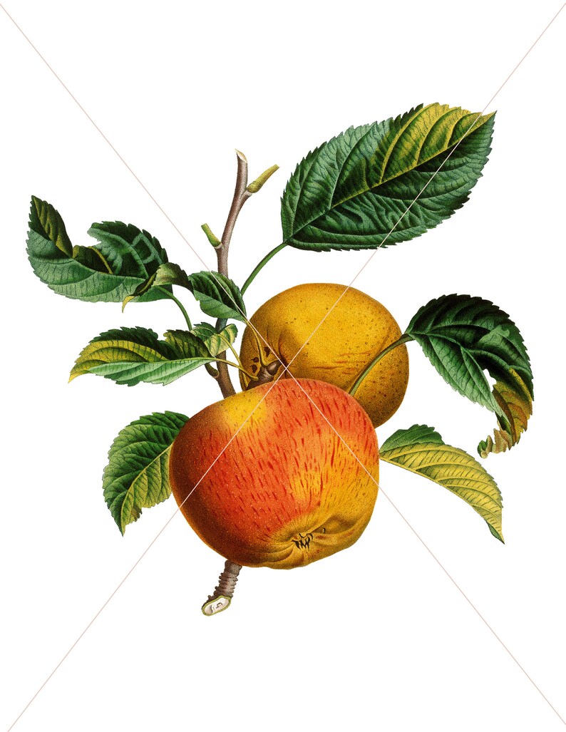 12 Vintage Fruit Clipart, Instant Download, Commercial Use - Etsy Australia