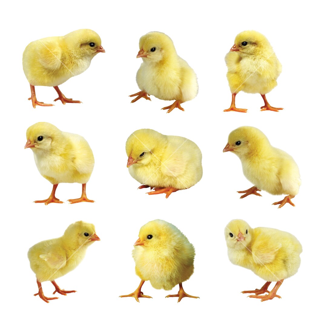 9 Chick Clipart, Instant Download, Commercial Use - Etsy