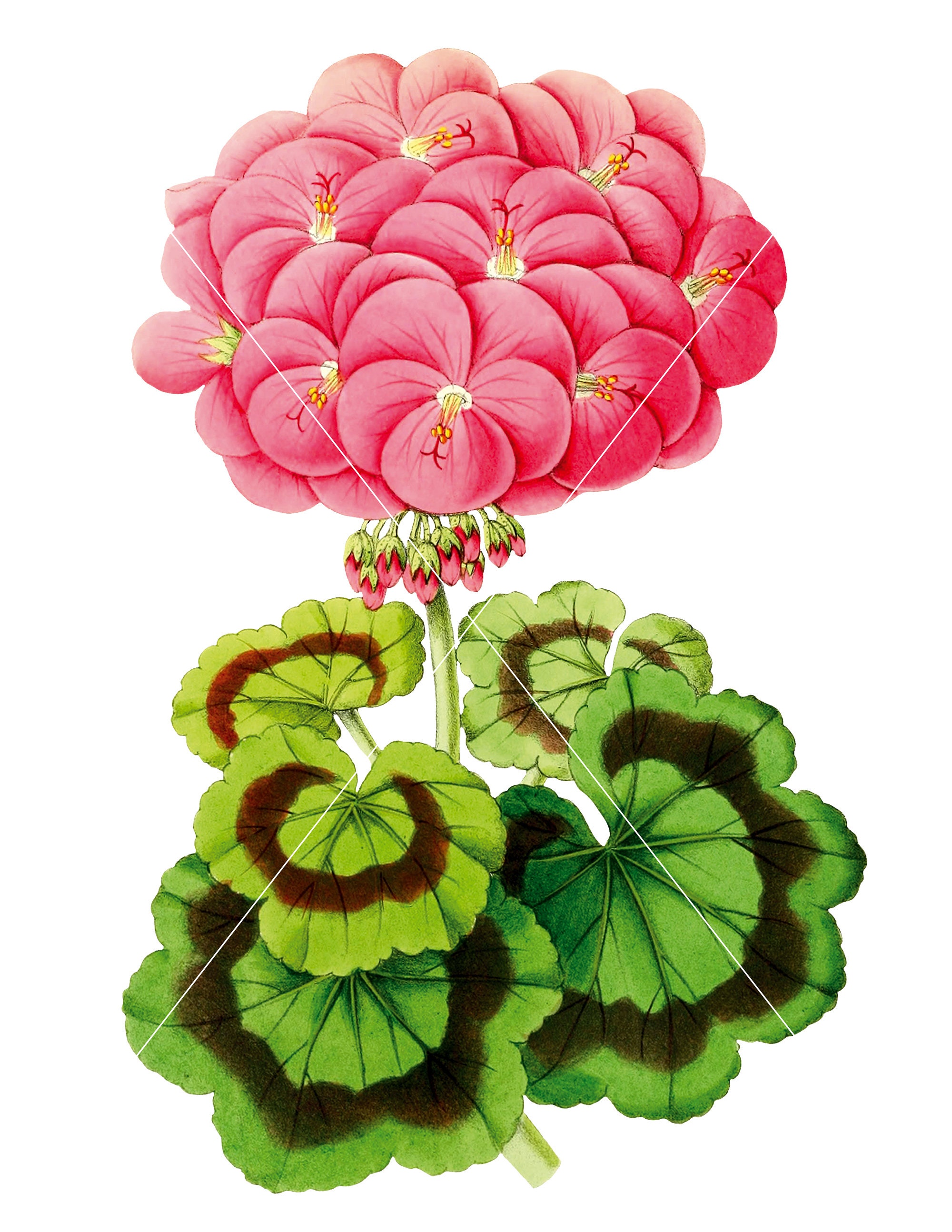 Vintage Flower Clipart, Instant Download, Commercial Use - Etsy