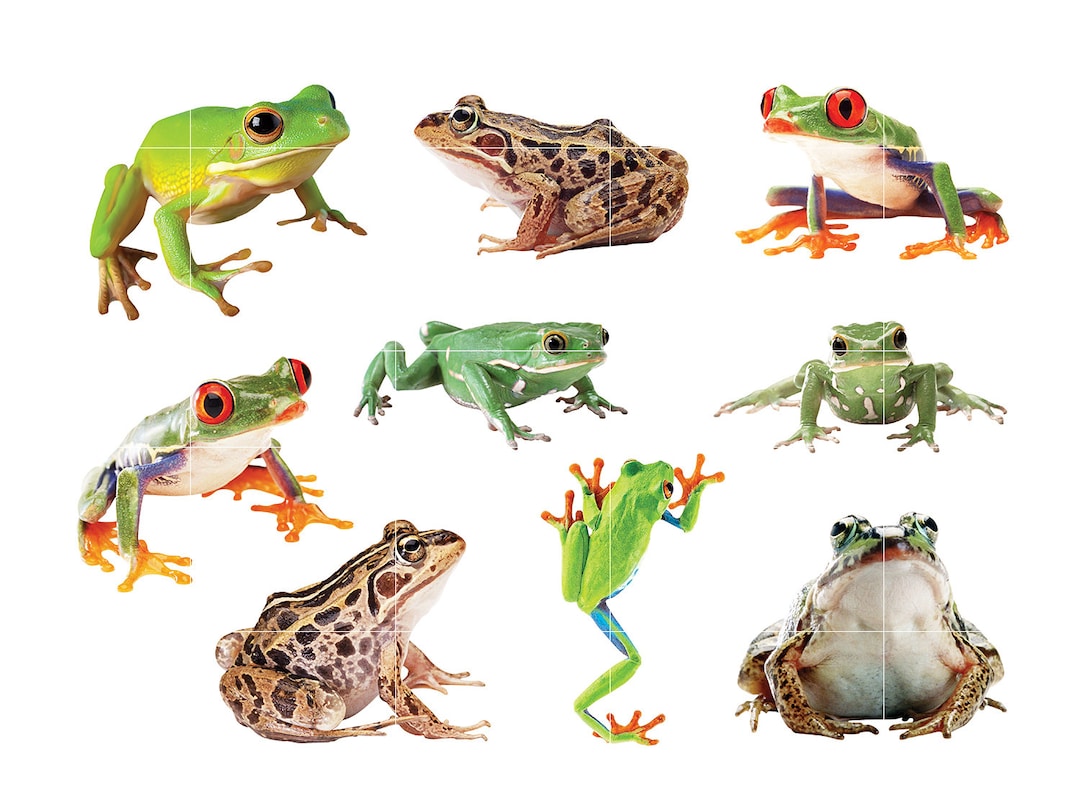 9 Frog PNG Cliparts Instant Download Commercial Use - Etsy Canada