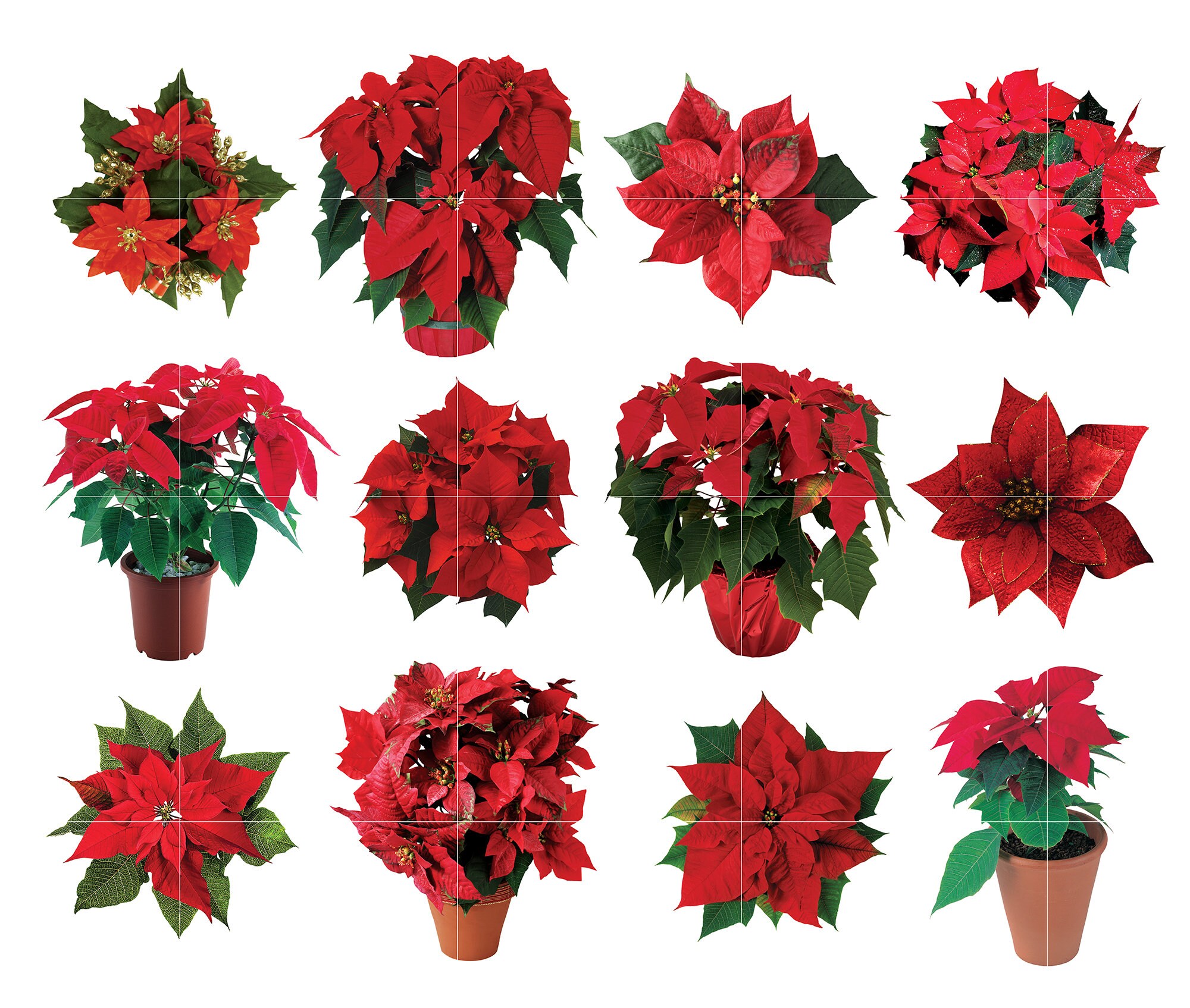 Potted Poinsettia Clip Art