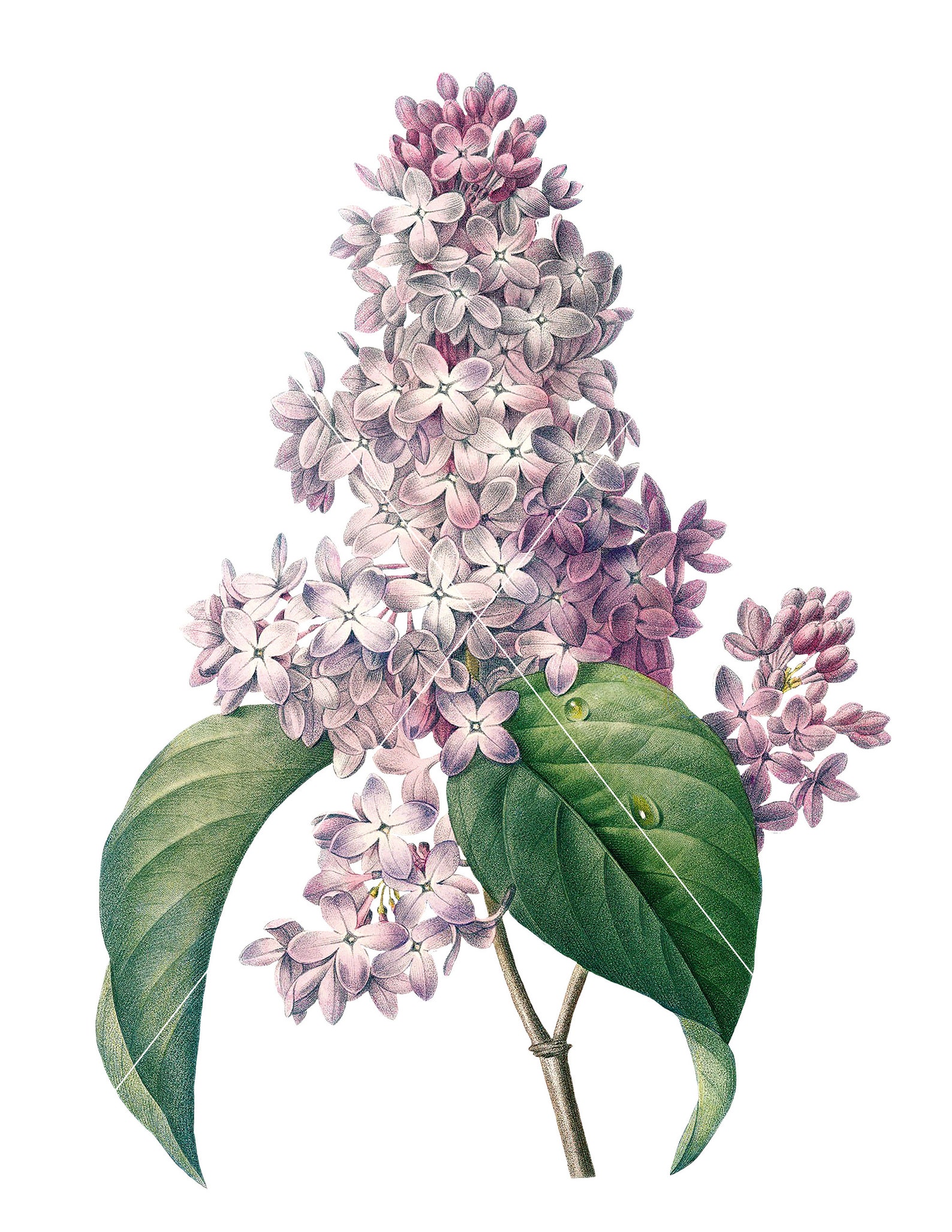 Vintage Flower Clipart, Instant Download, Commercial Use - Etsy