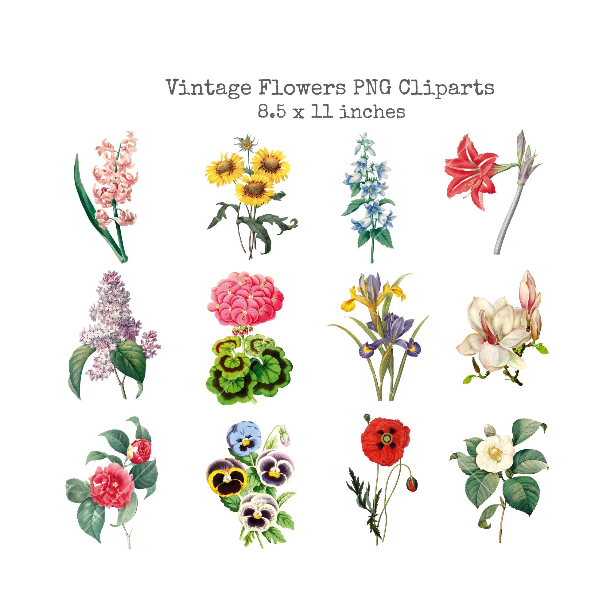 Vintage Flower Clipart, Instant Download, Commercial Use - Etsy