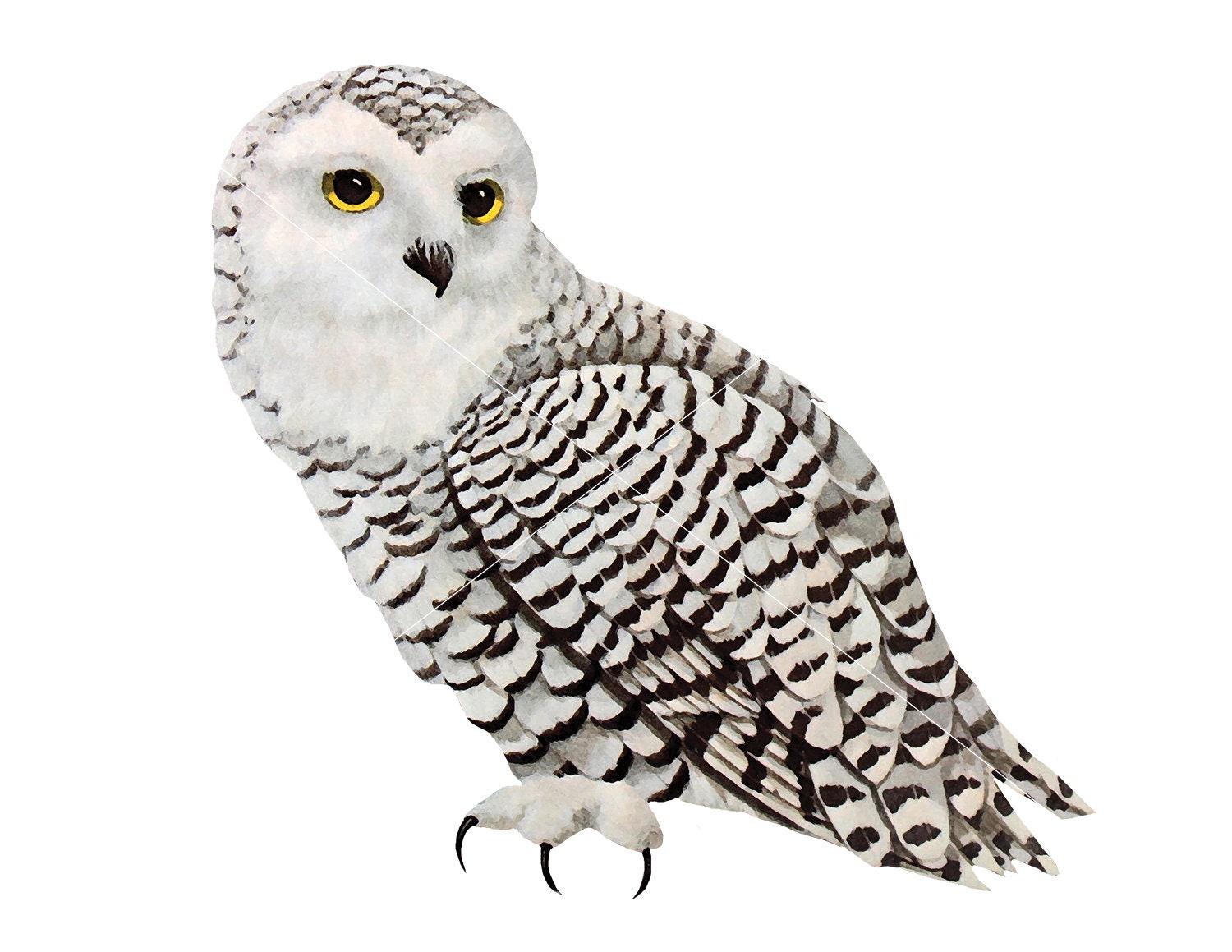 Snowy Owl Clipart