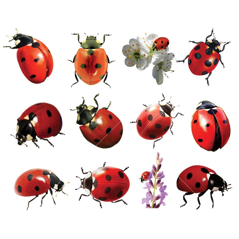 12 Ladybug Clipart, Instant Download, Commercial Use - Etsy