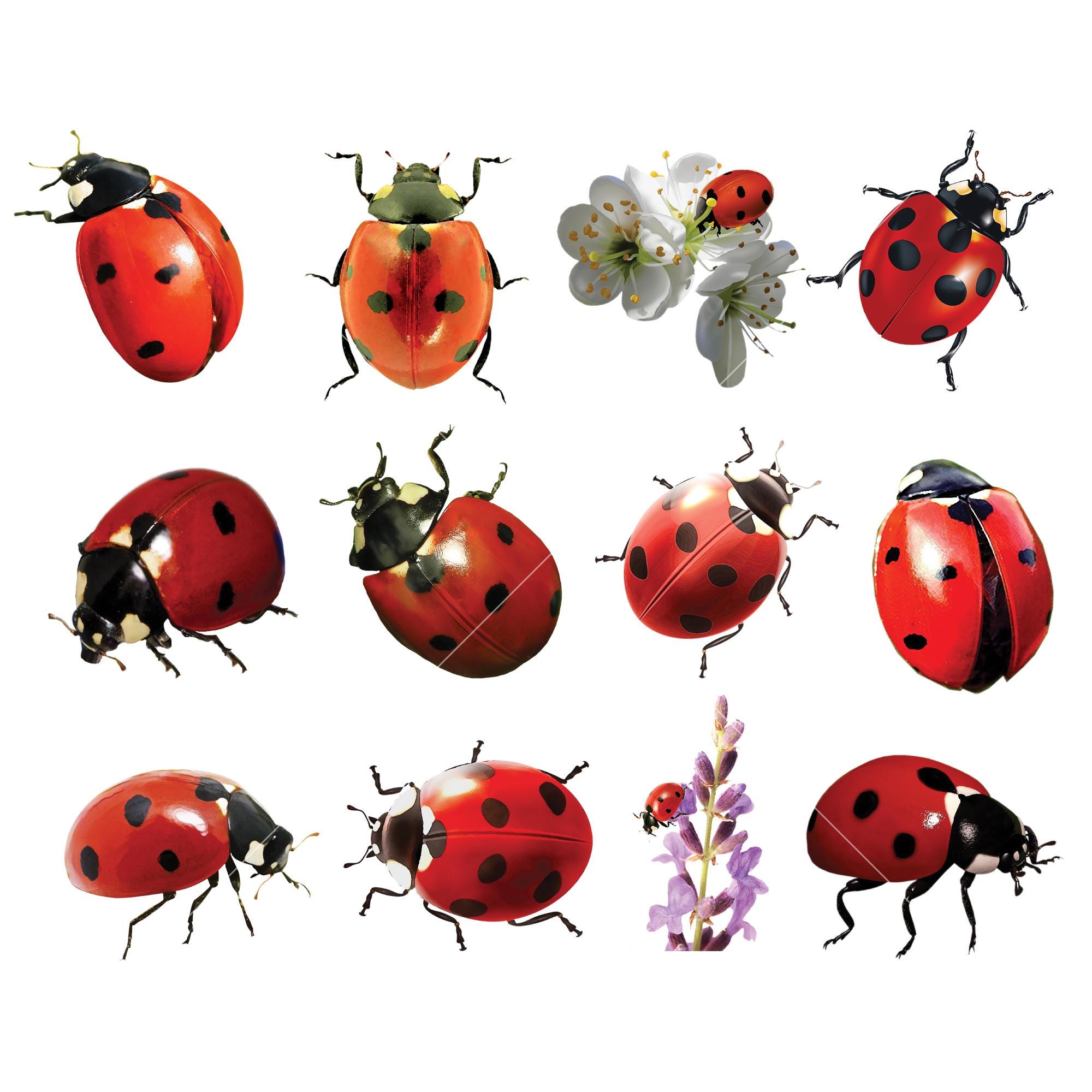 12 Ladybug Clipart, Instant Download, Commercial Use - Etsy