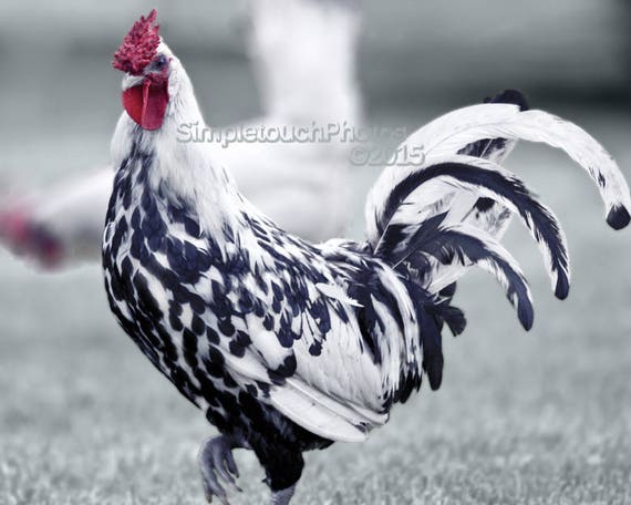 Black and White Rooster Grey Backgroound Photo - Etsy New Zealand
