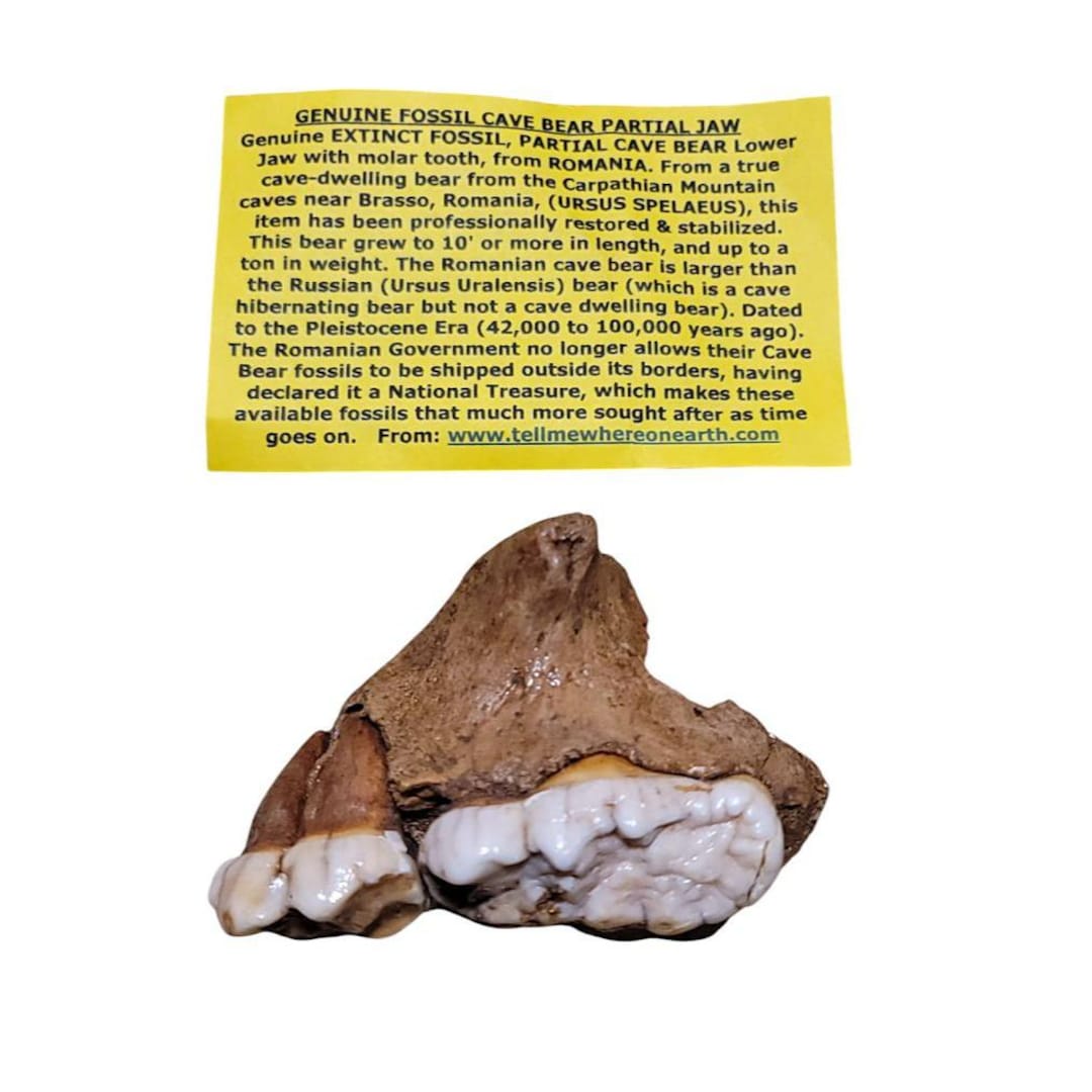 Brasso Romania Cave Bear Partial Jaw Molar Set Teeth Tooth Dinosaur ...