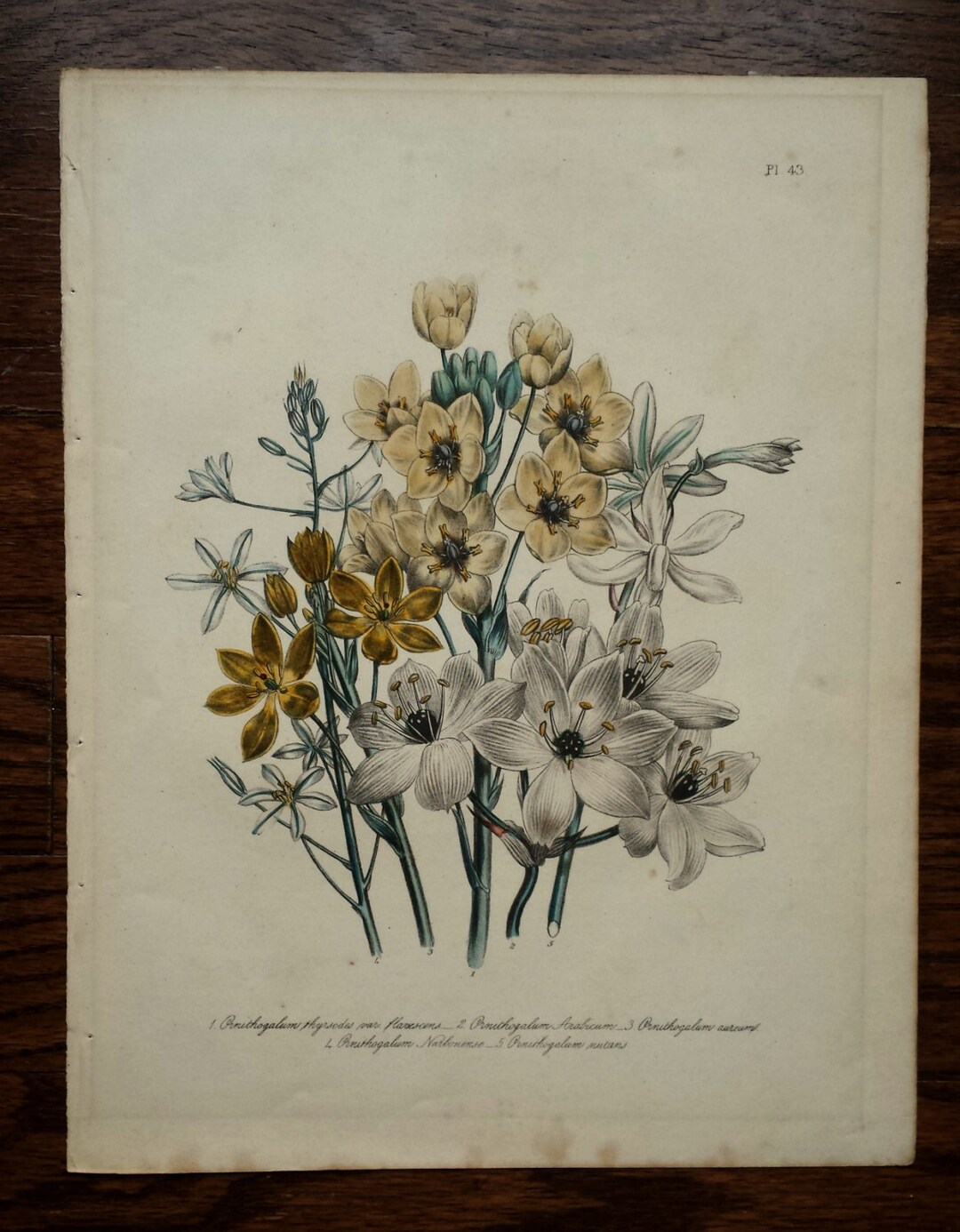 1841 Star of Bethlehem Botanical Lithograph Hand Coloured Original ...
