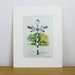 Sim Mayou Hardware Shop Pelsall Walsall Mounted Art Print of My ...