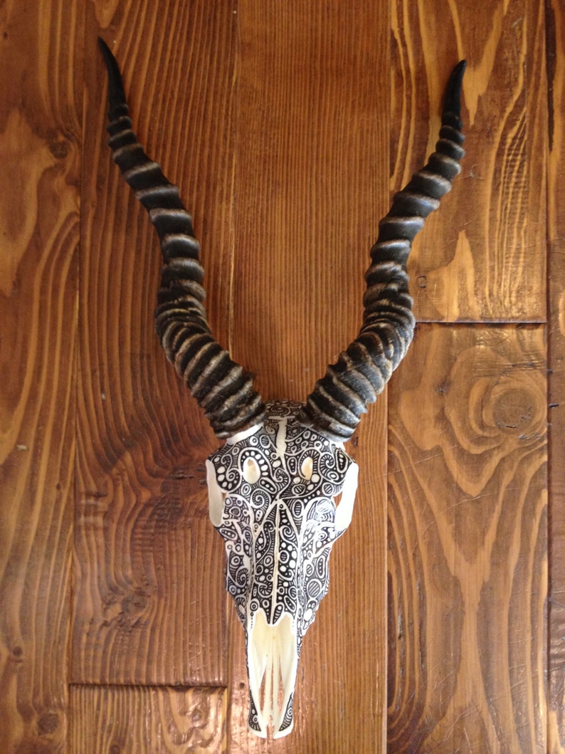 CUSTOM ORDER - Hand Inked Painted Blackbuck Antelope Skull Bone ...