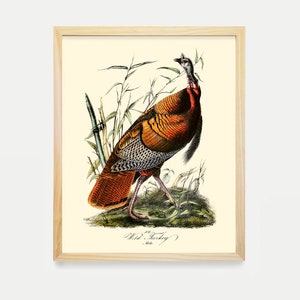 Turkey - Wild Turkey Poster - Audubon Art - John James Audubon Art ...