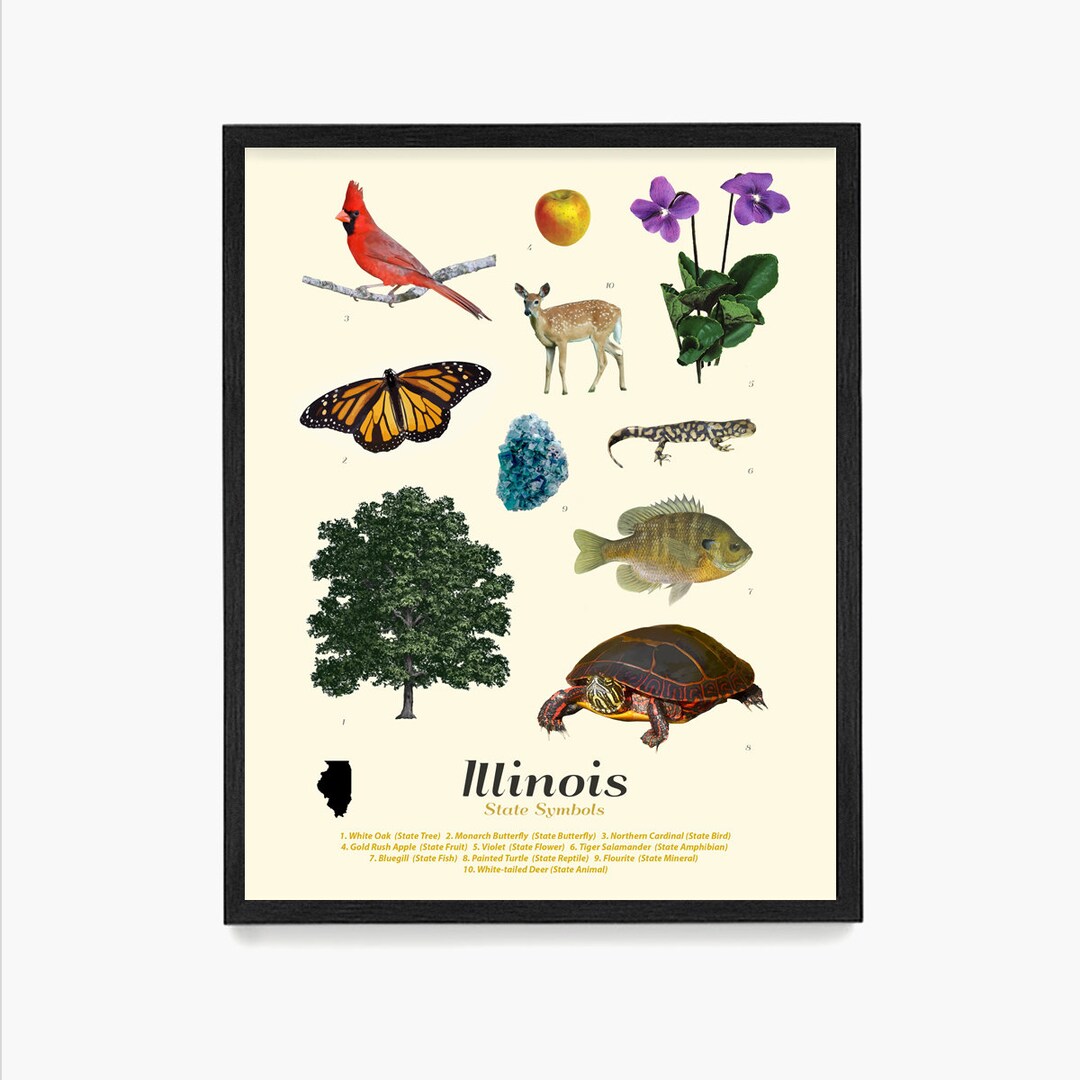 Illinois State Symbols Poster, Illinois Art, Illinois Poster, Illinois ...