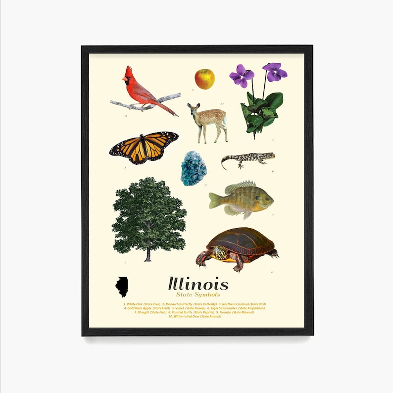 Illinois State Symbols Poster Illinois Art Illinois Poster - Etsy