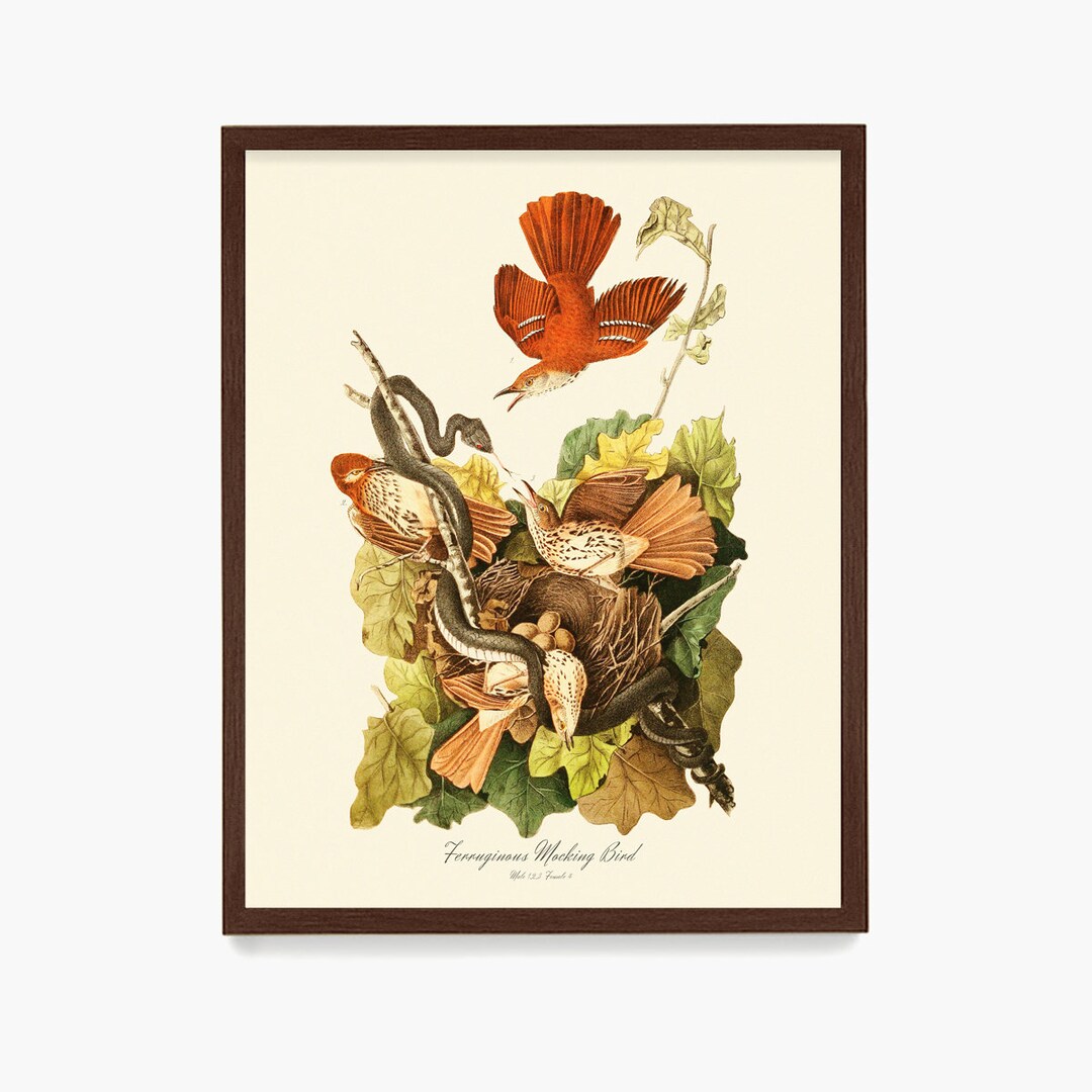 Mockingbird Artwork, Audubon Mockingbird Print, Mockingbird Poster ...