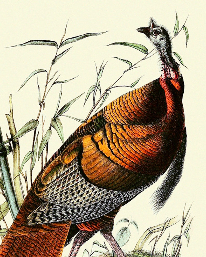 Turkey Wild Turkey Poster Audubon Art John James Audubon - Etsy