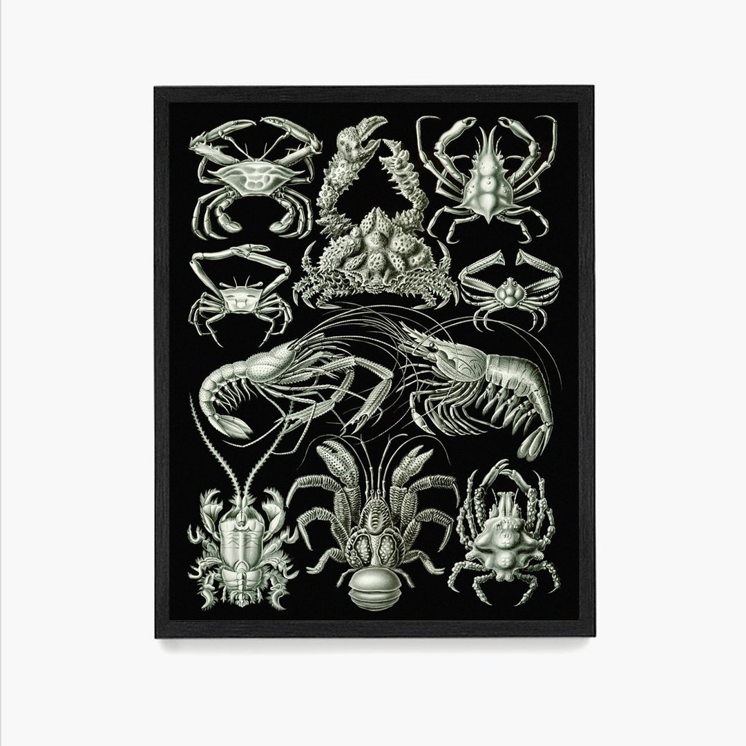 Ernst Haeckel Crustacean Shell Fish Art Print, Crab, Shrimp, Ocean Art ...