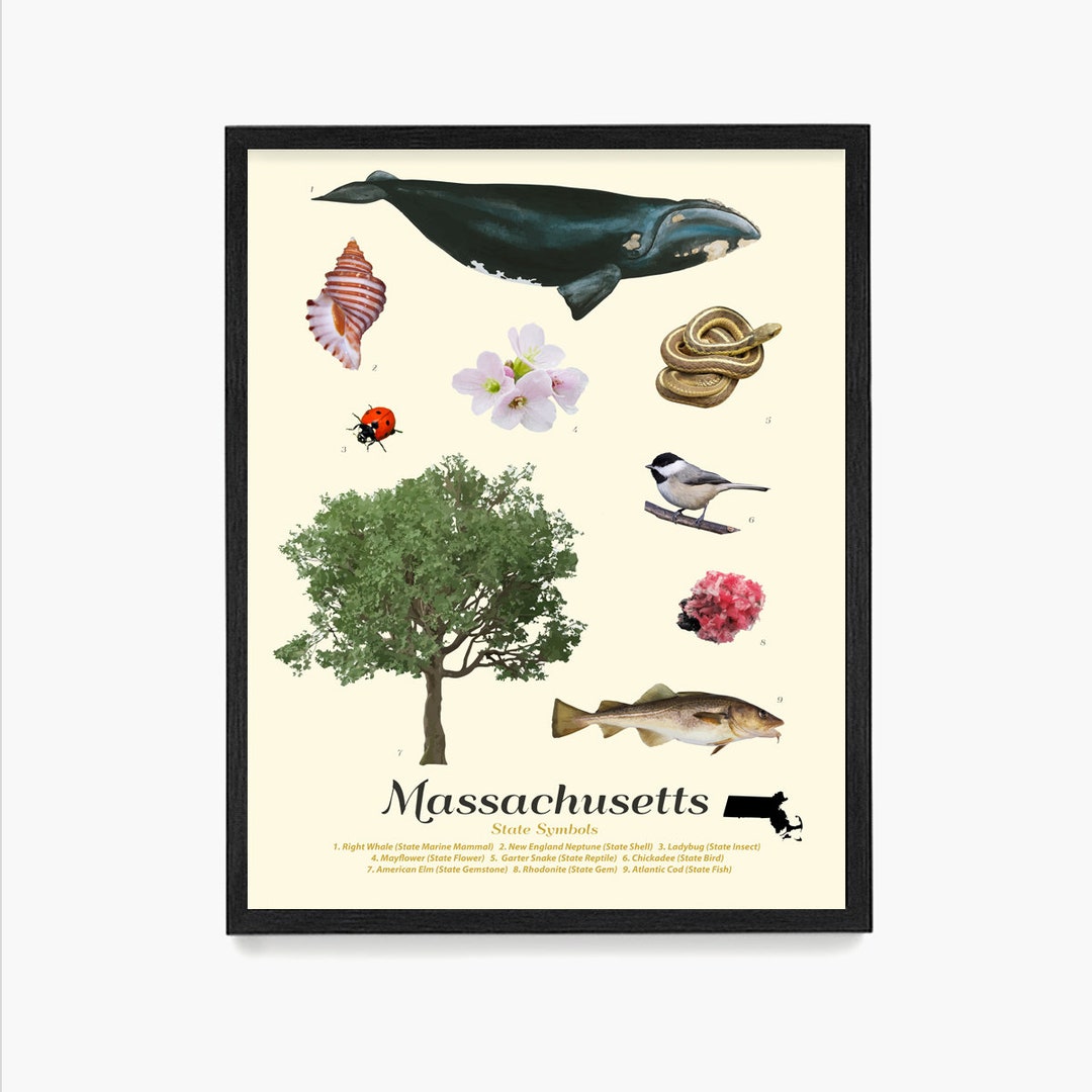 Massachusetts State Symbols Poster Massachusetts Wall Art - Etsy Australia