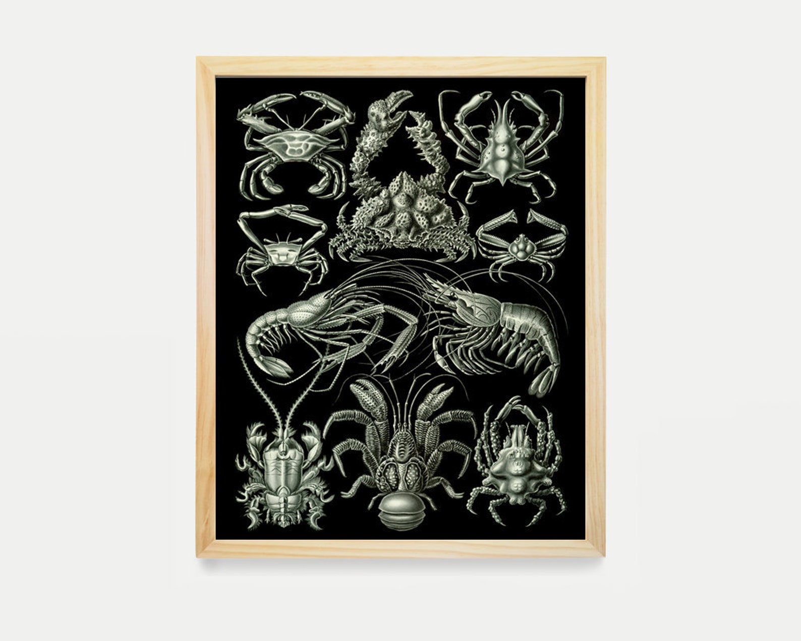 Ernst Haeckel Crustacean Shell Fish Art Print Crab Shrimp | Etsy