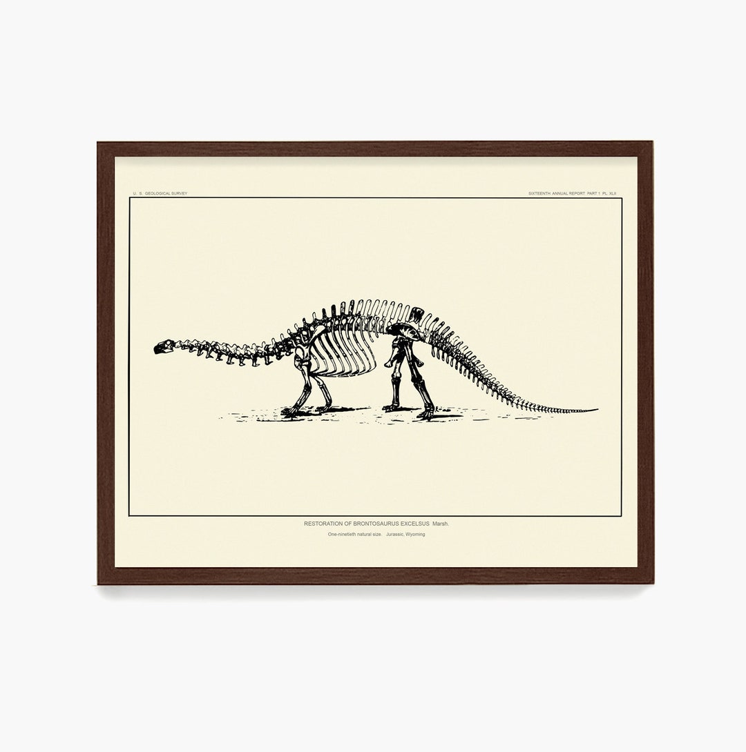 Brontosaurus Poster, Dinosaur Illustration, US Geological Survey ...