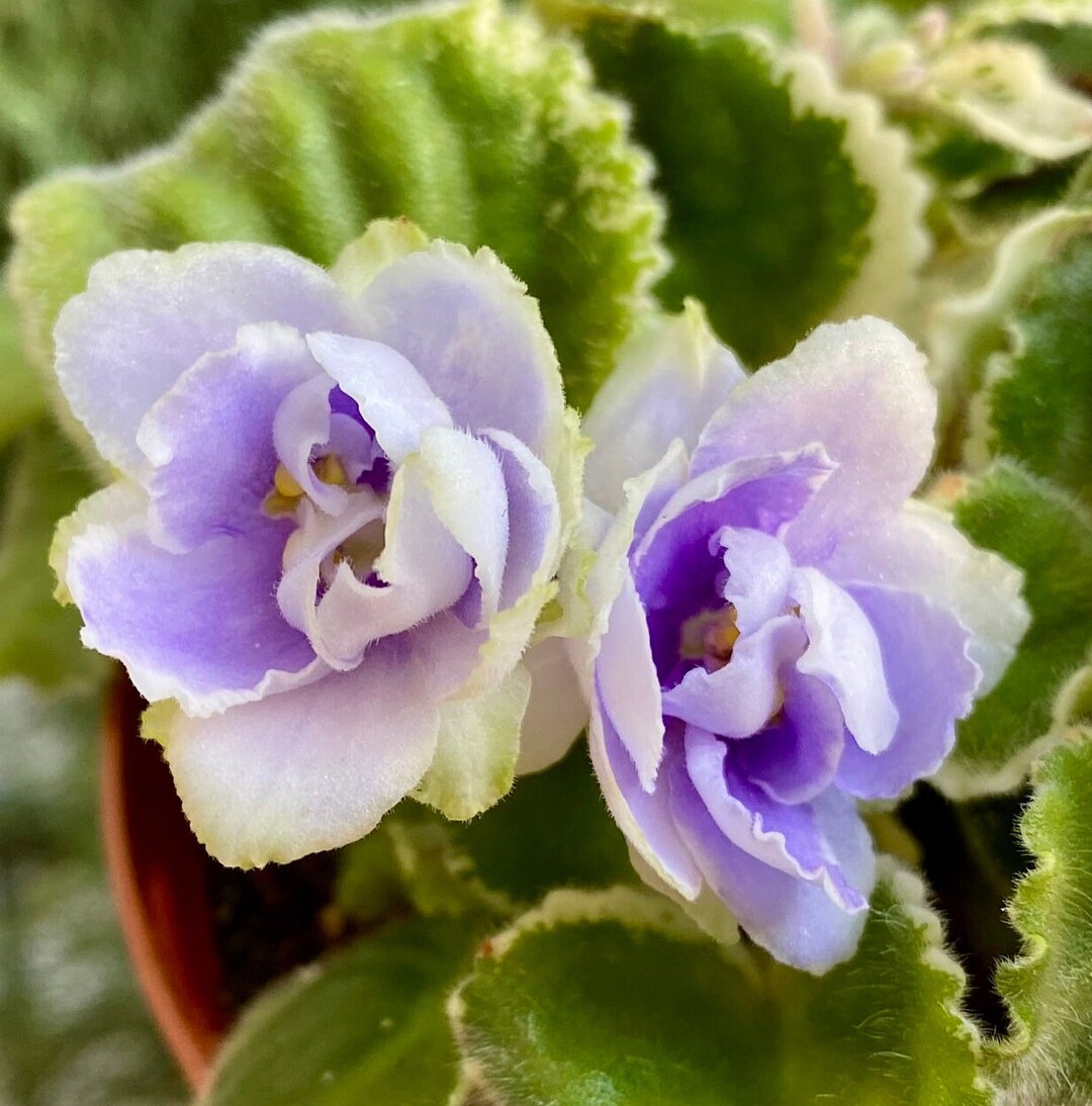 African Violet 'buckeye Seductress' - Etsy