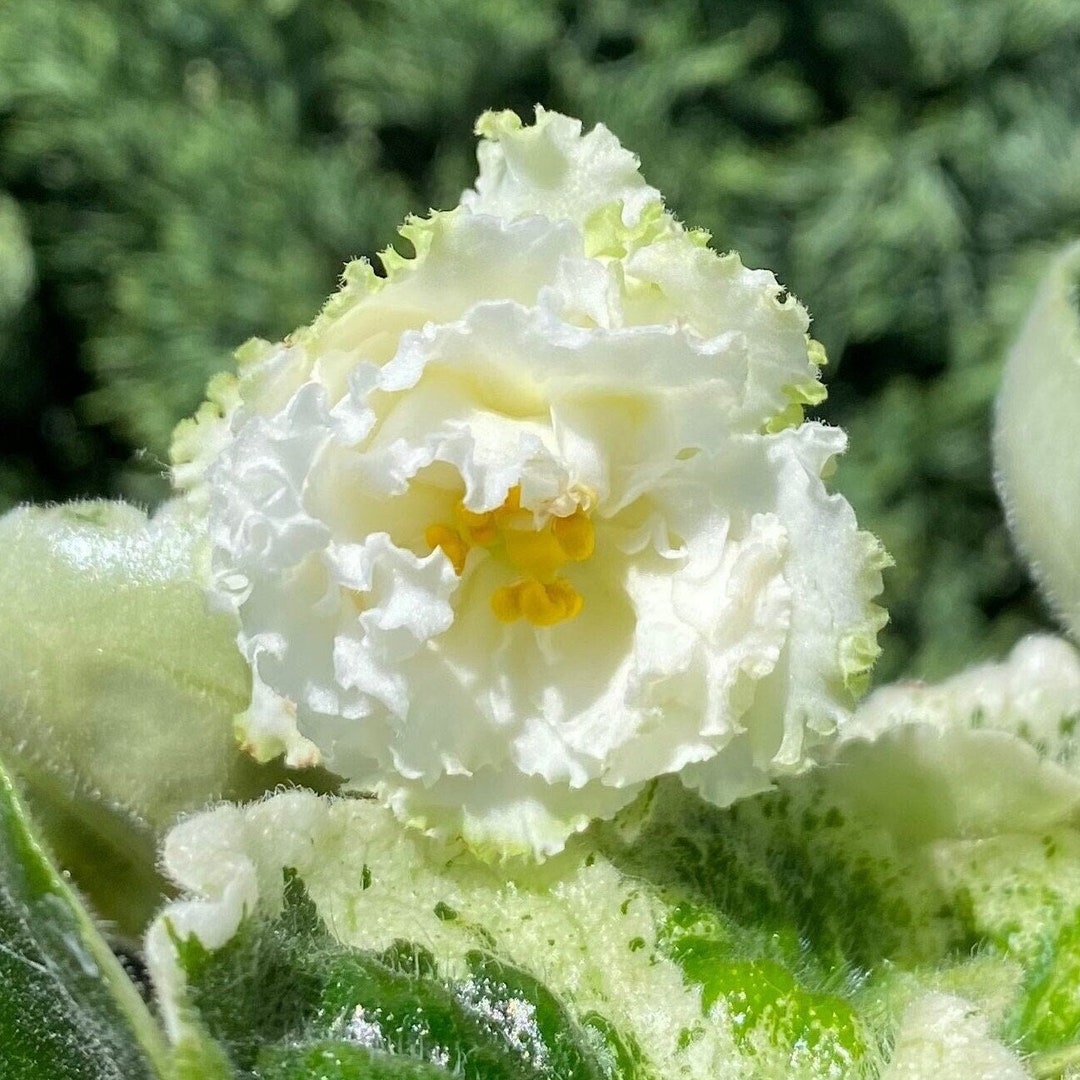 African Violet 'LE Lemon Souffle' LE Limonnoye Sufle - Etsy