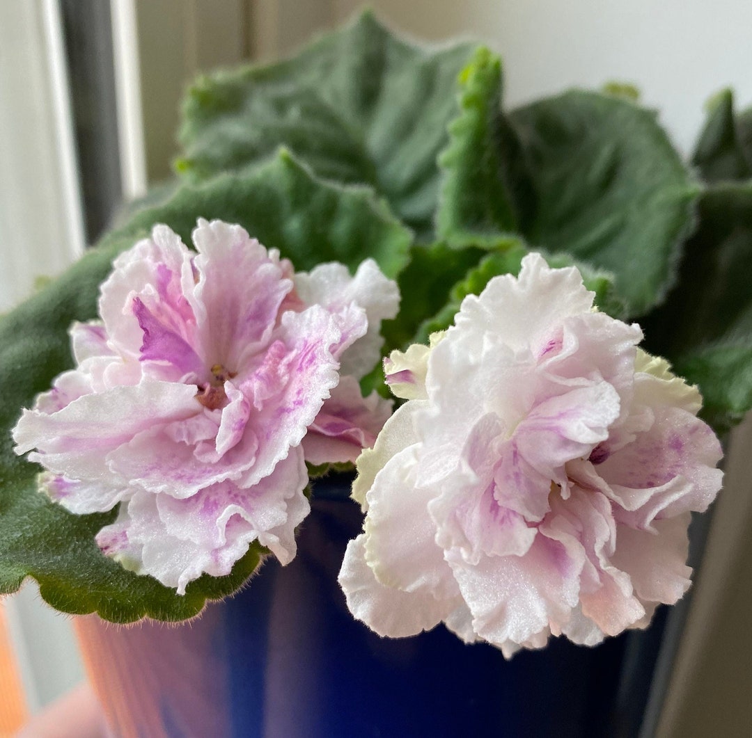 African Violet 'LE Aisedora' - Etsy