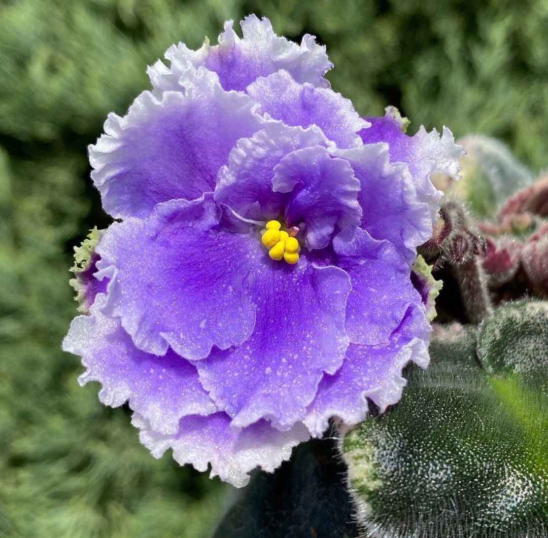 African Violet 'ocean Surf' - Etsy
