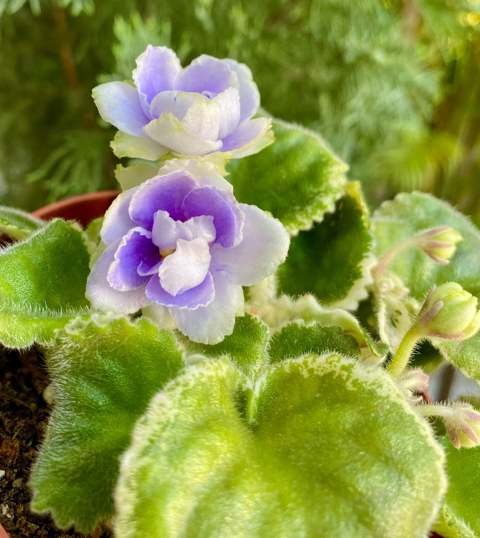 African Violet 'buckeye Seductress' - Etsy