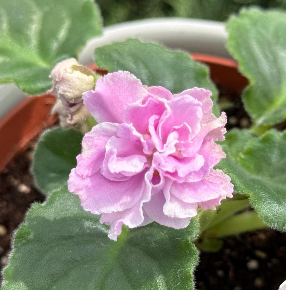 African Violet 'pink Panther' - Etsy