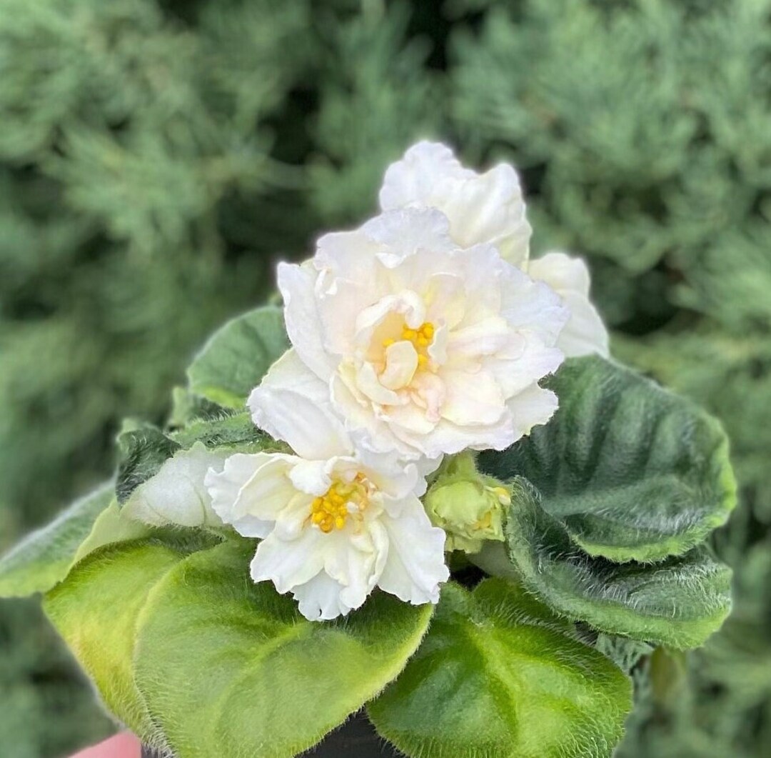 African Violet 'LE Golden Lily' - Etsy