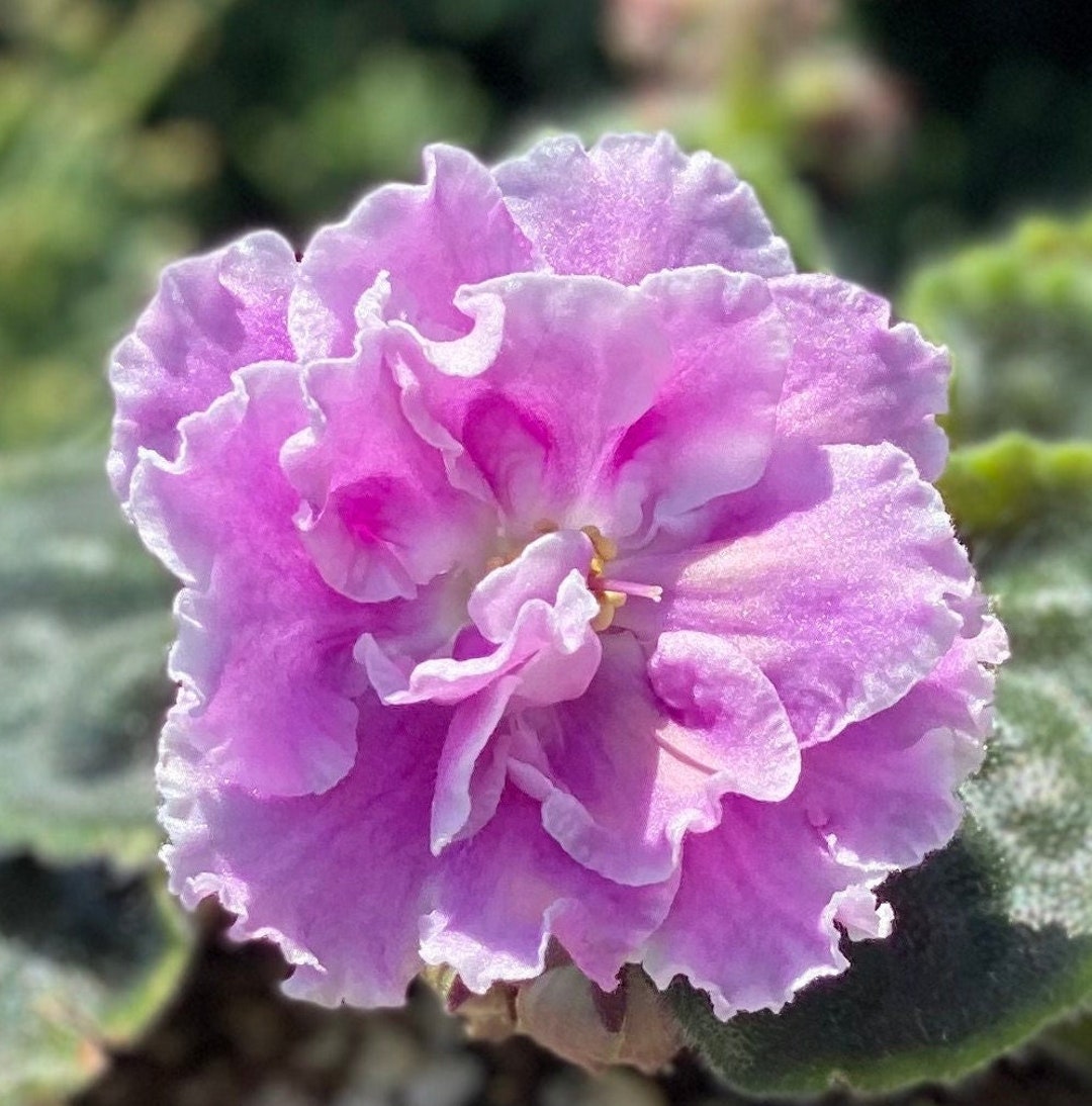 African Violet 'temptation' Rs-soblazn - Etsy