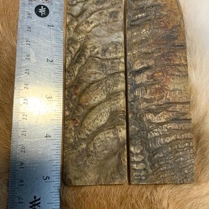 Ram Horn Scales for Knifemaking, Crafts, Etc. Imported From India, High ...