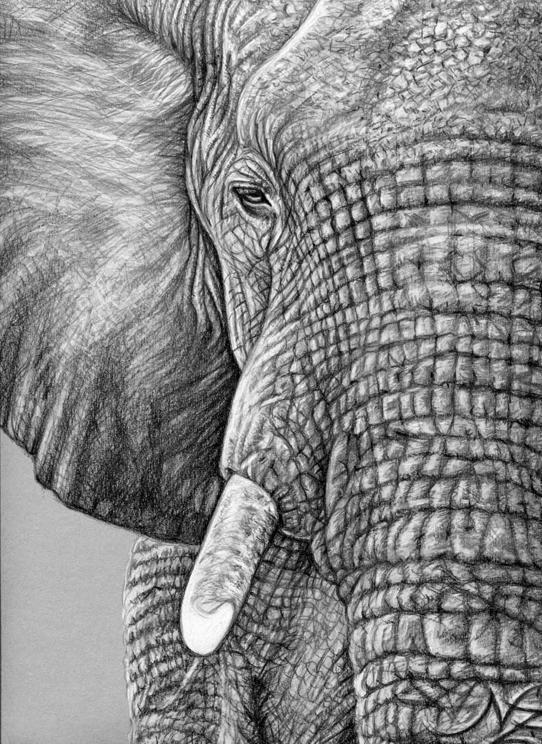 Éléphant dAfrique Dessin quasi naturel de la main de lartiste Art Print ...