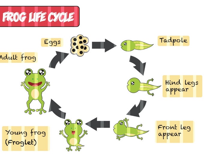 Frog Life Cycle Clipart OUTLINE and COLOR Digital Art Set Clipart ...