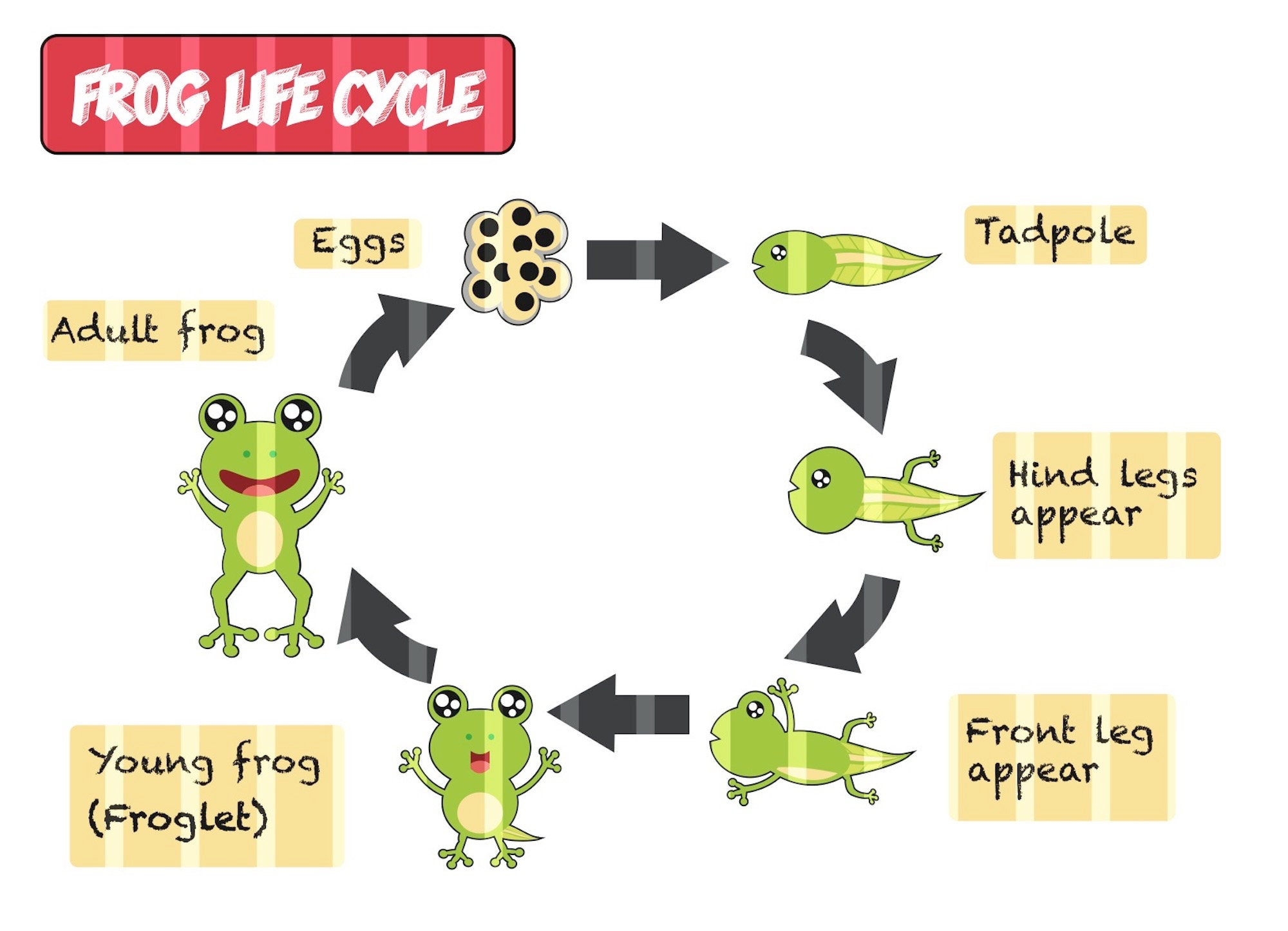 Frog Lifecycle Printable PDF - Personal Use - Etsy