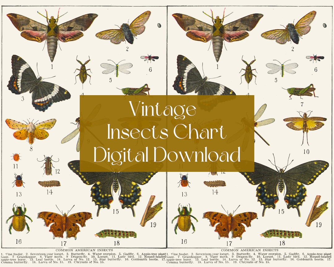 Vintage Common Insects of North America Illustrations - From 1919 ...