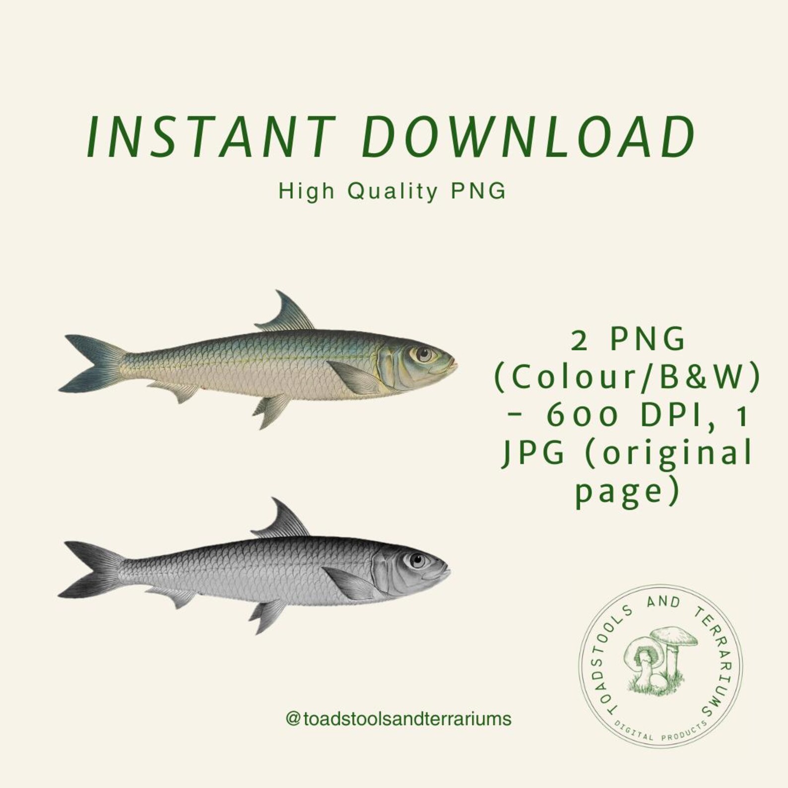 Vintage Sardine Illustration - Color & Black and White | Digital ...
