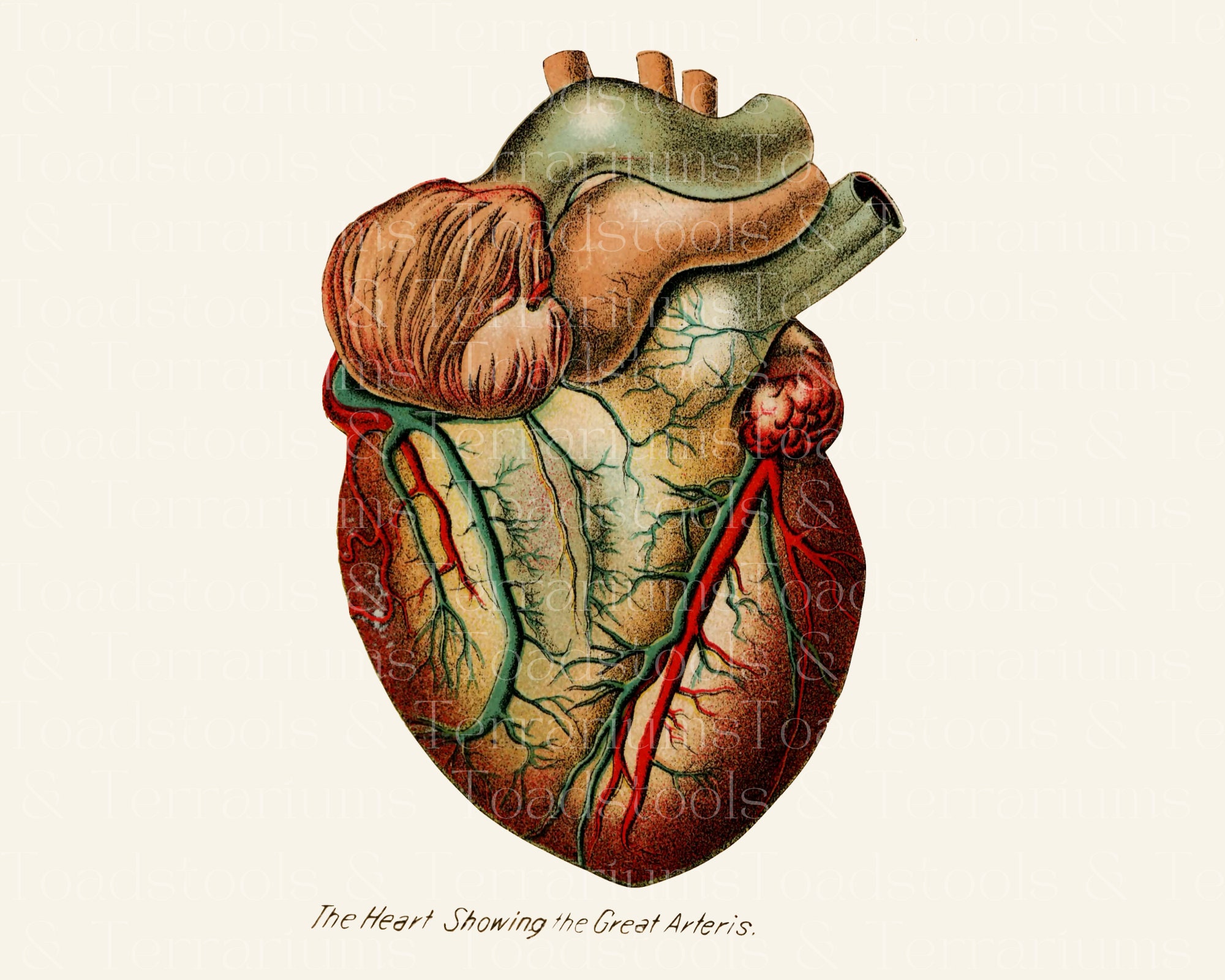 Organs Anatomy Vintage Illustration From 1905 DIGITAL DOWNLOAD for ...