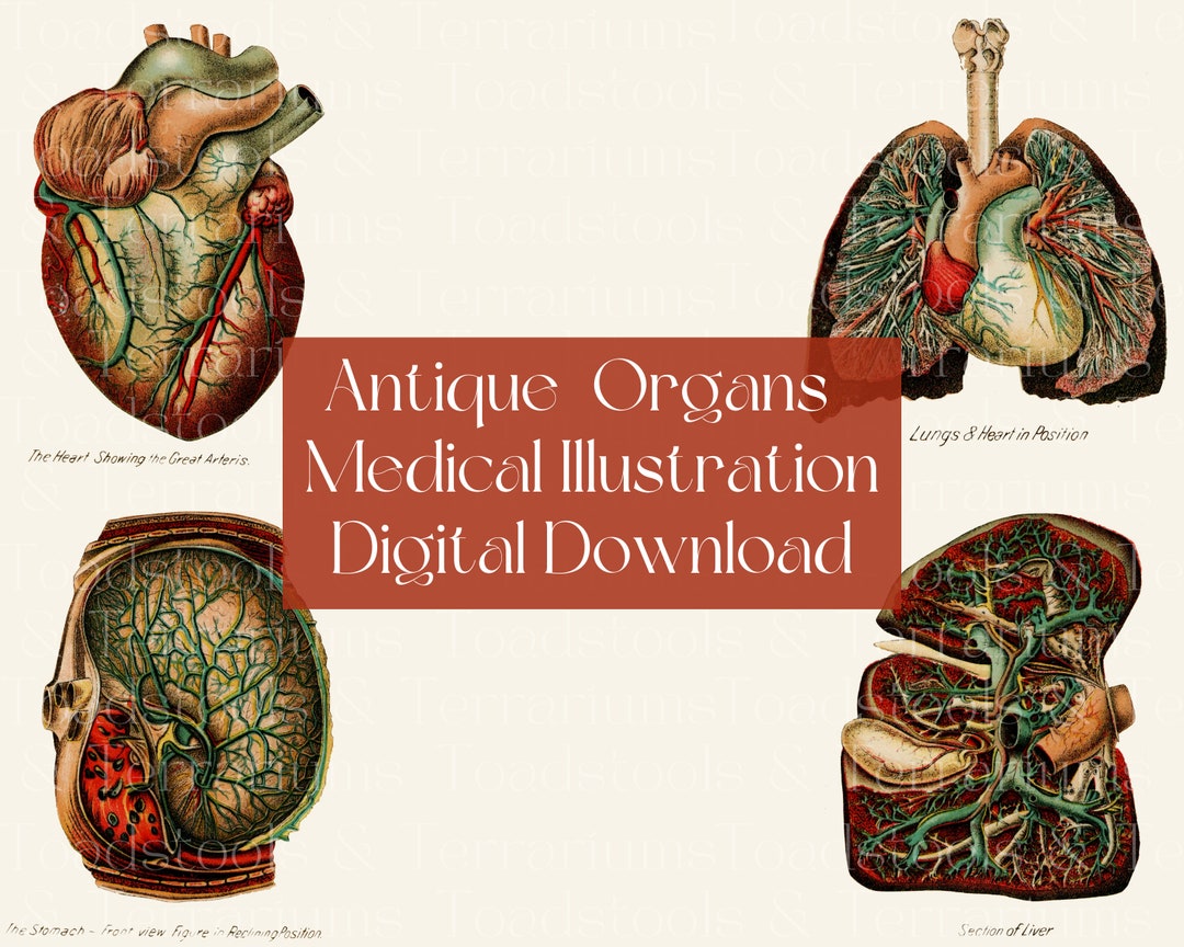 Organs Anatomy Vintage Illustration - From 1905 - DIGITAL DOWNLOAD for ...