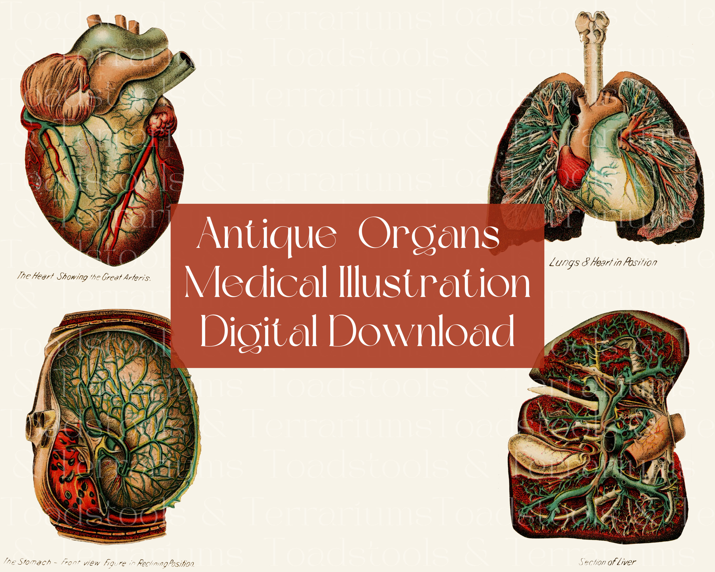 Organs Anatomy Vintage Illustration From 1905 DIGITAL DOWNLOAD for ...
