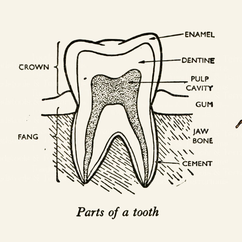 Vintage Tooth Diagram Digital Download - Dental Clipart - Antique Black ...